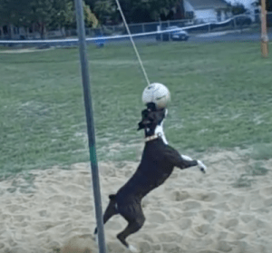 The 6 Best Tetherball Sets 2017: Portable & Permanent Options